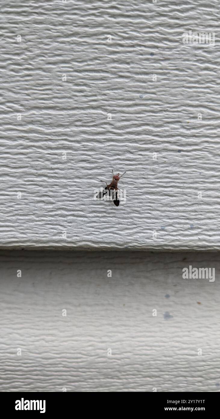 Common Picture-winged Fly (Delphinia picta) Insecta Stock Photo - Alamy