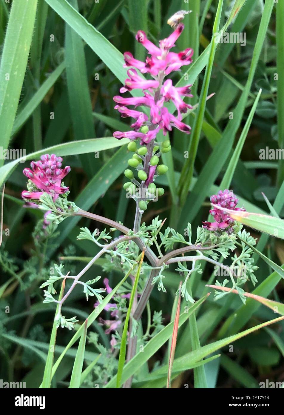 Common Fumitory (Fumaria officinalis) Plantae Stock Photo - Alamy