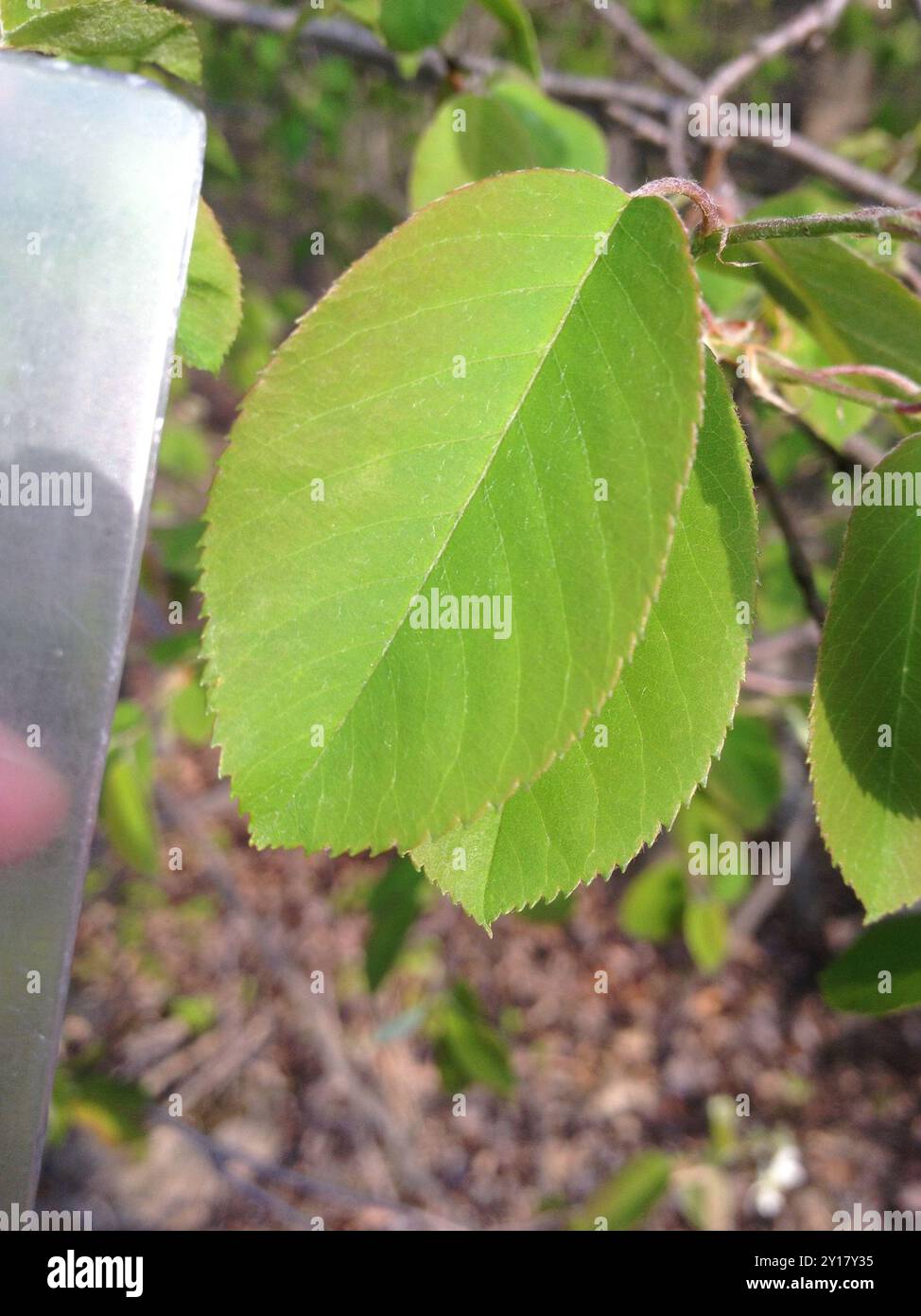 Running Serviceberry (Amelanchier stolonifera) Plantae Stock Photo - Alamy