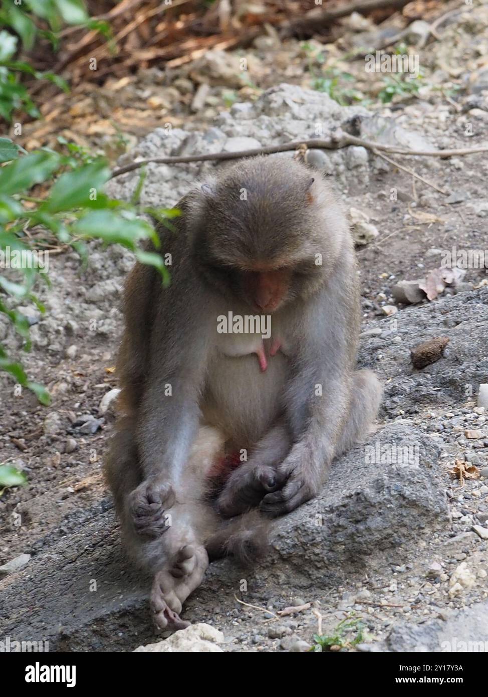 Formosan Rock Macaque (Macaca cyclopis) Mammalia Stock Photo - Alamy