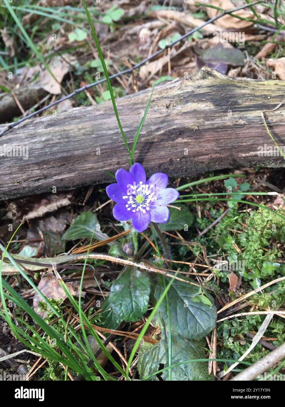 Liverleaf (Hepatica nobilis) Plantae Stock Photo - Alamy