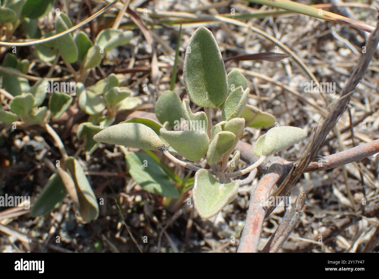 Beach Croton (Croton punctatus) Plantae Stock Photo - Alamy