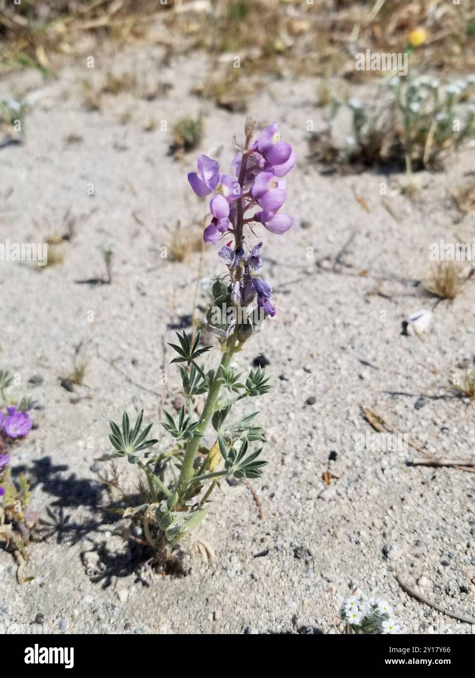Arizona lupine (Lupinus arizonicus) Plantae Stock Photo - Alamy