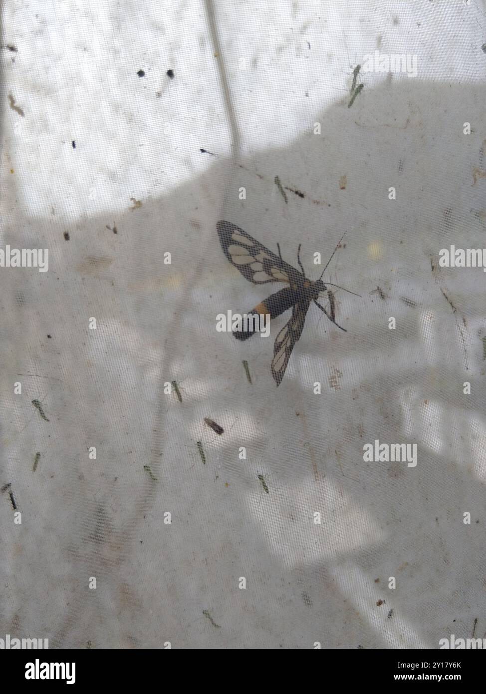 The handmaiden moth hi-res stock photography and images - Alamy