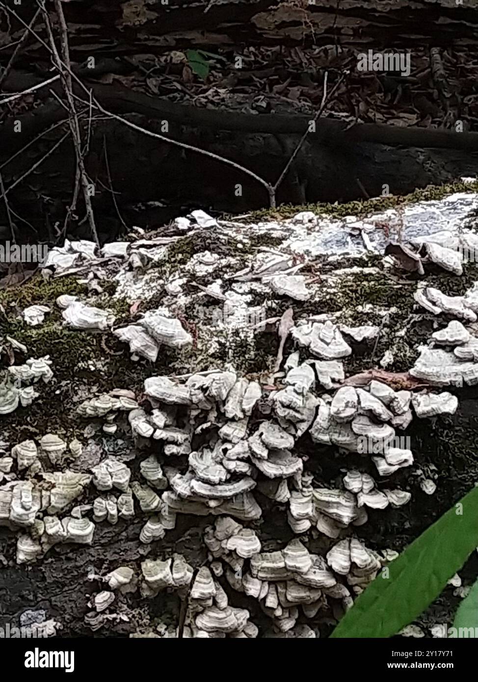 violet-toothed polypore (Trichaptum biforme) Fungi Stock Photo - Alamy