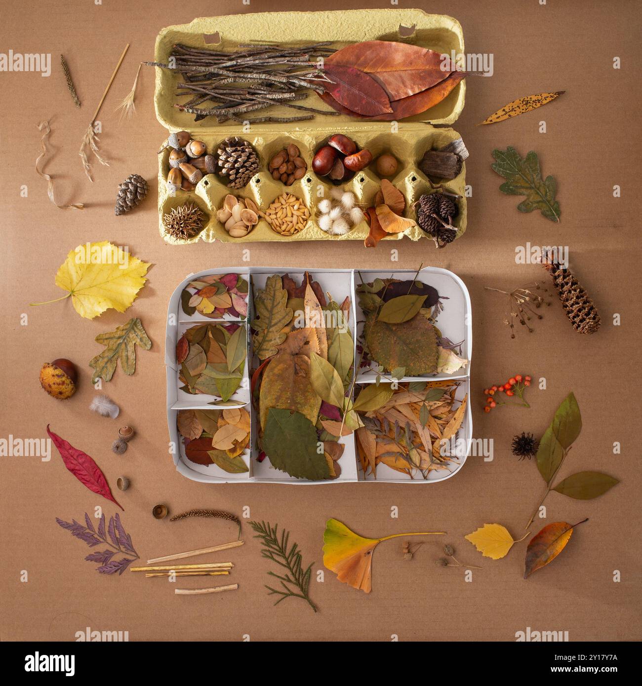 Natural items arranged in empty egg carton box, surrounded by red ...