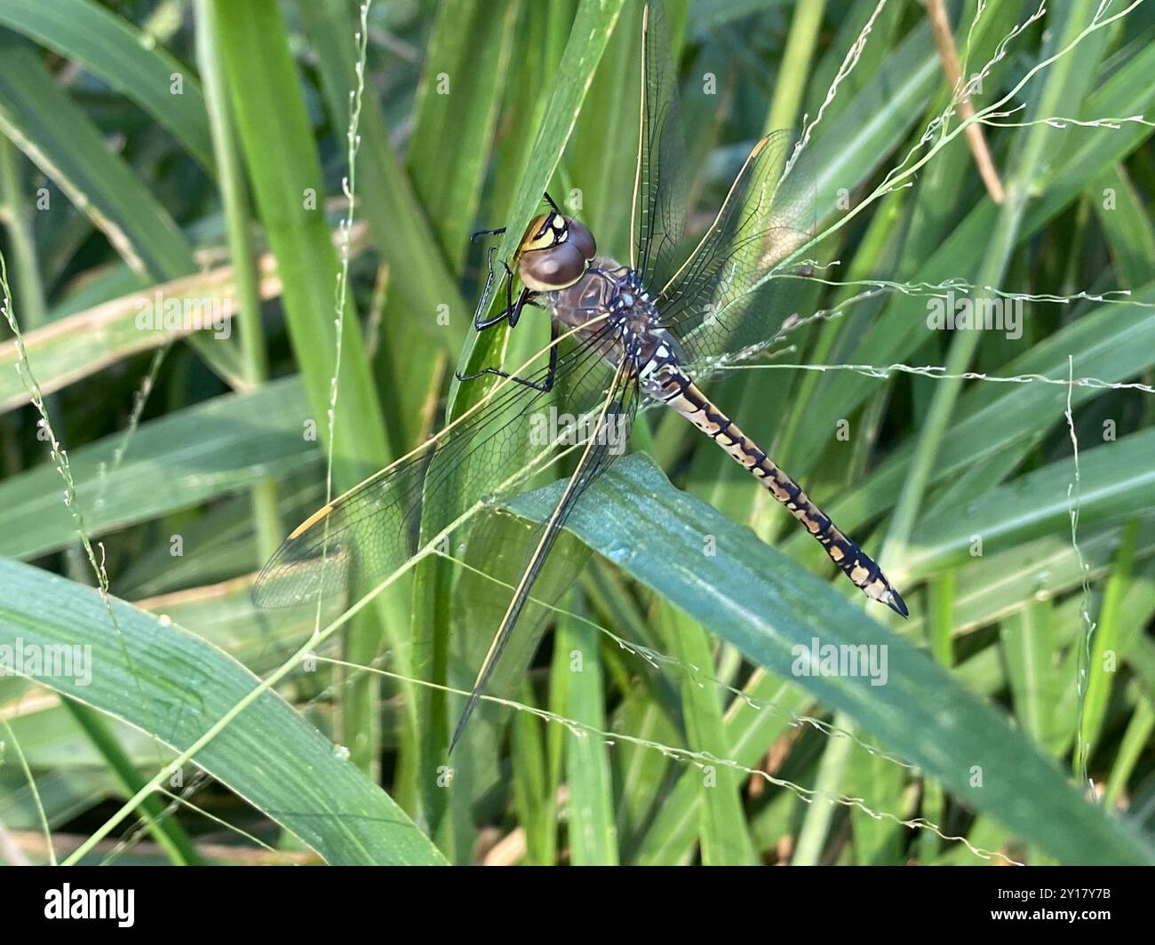 Australian Emperor (Anax papuensis) Insecta Stock Photo - Alamy