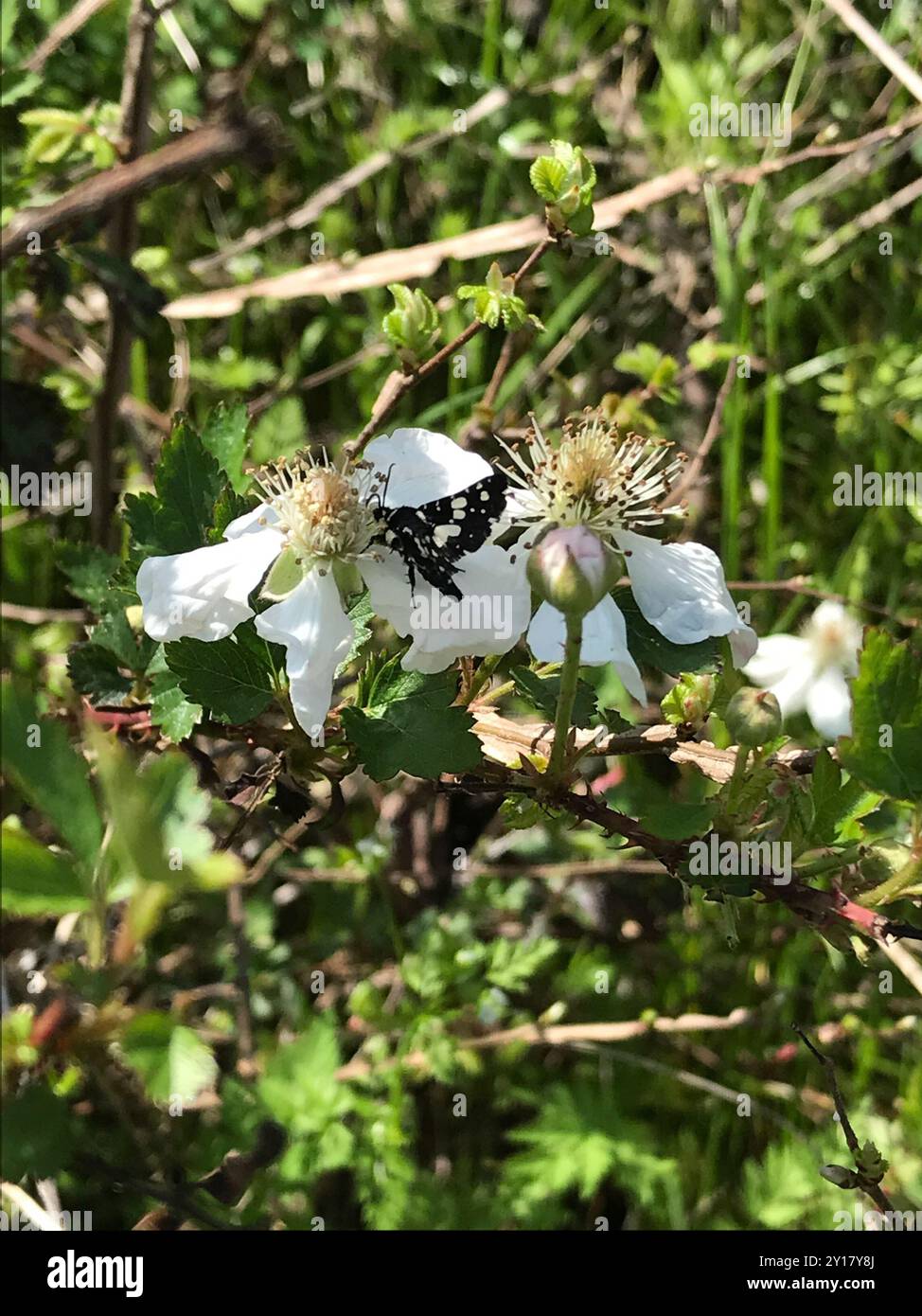 Pseudothyris sepulchralis hi-res stock photography and images - Alamy