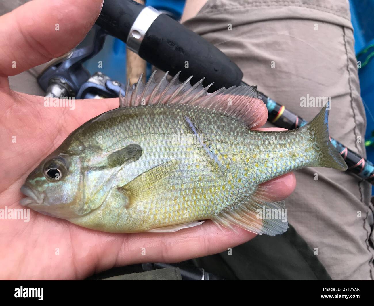 Redbreast Sunfish (Lepomis auritus) Actinopterygii Stock Photo - Alamy