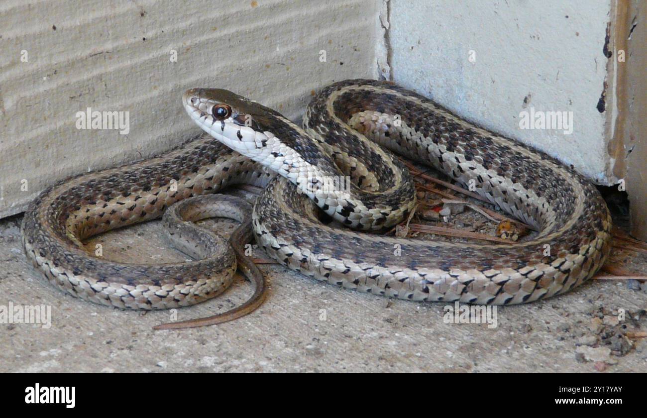 Eastern Garter Snake (Thamnophis sirtalis sirtalis) Reptilia Stock ...