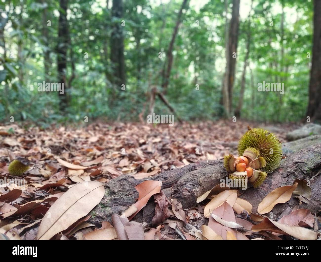 wild durian (Cullenia exarillata) Plantae Stock Photo - Alamy