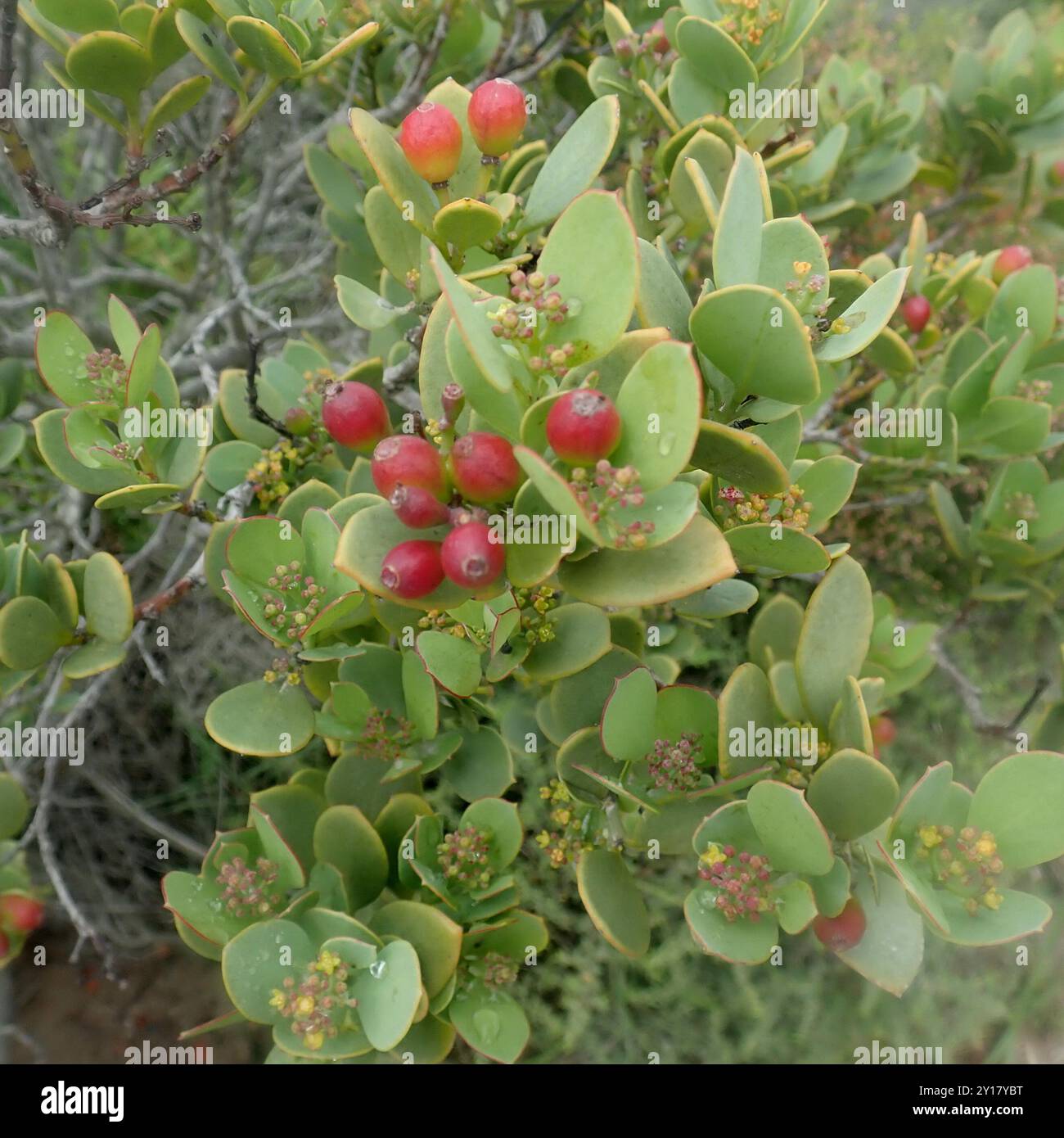 Cape Sumach (Colpoon compressum) Plantae Stock Photo - Alamy