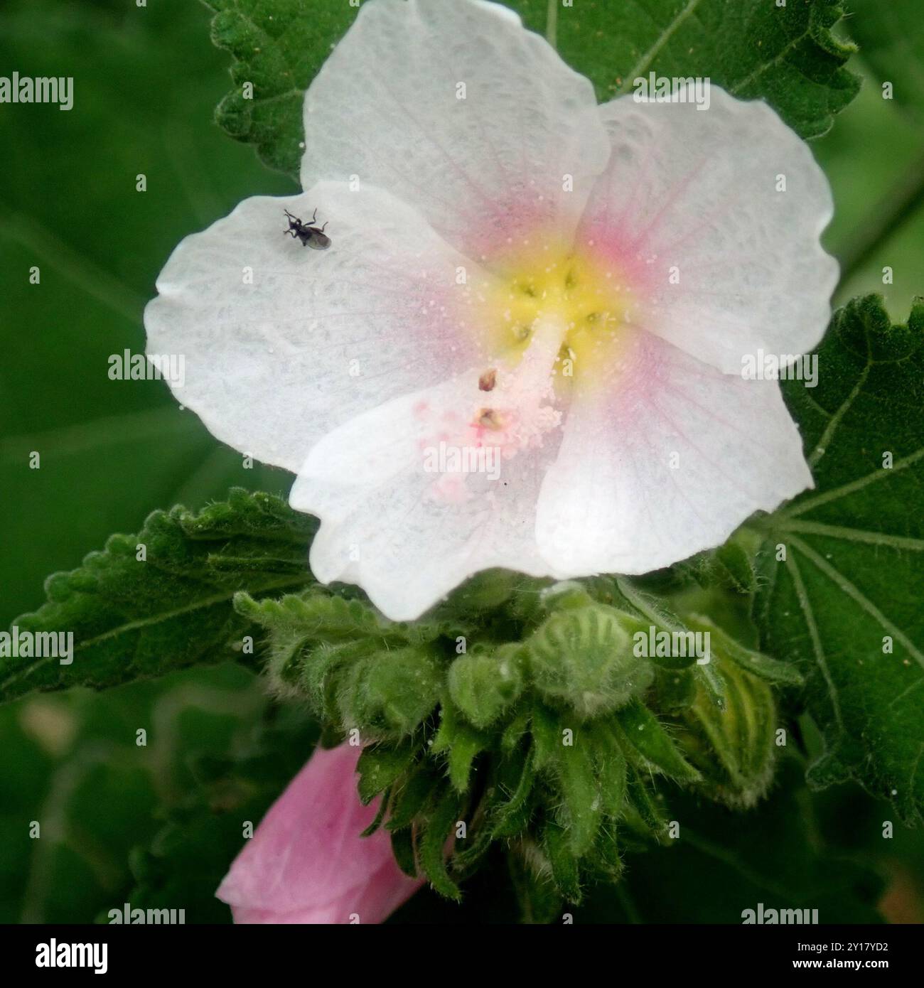 Pink Swampmallow (Pavonia columella) Plantae Stock Photo - Alamy