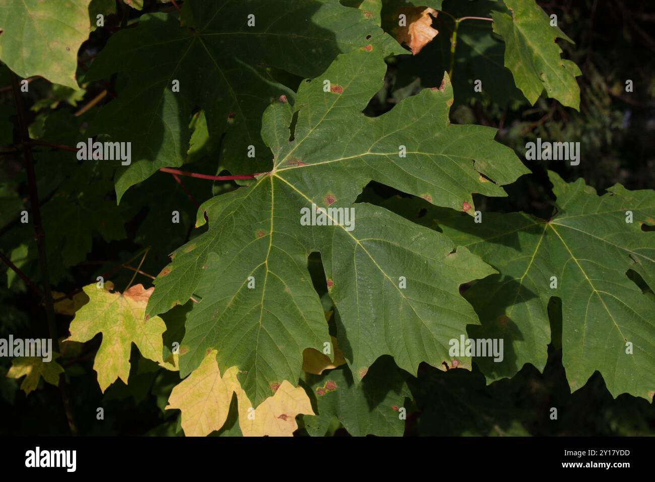 bigleaf maple (Acer macrophyllum) Plantae Stock Photo - Alamy