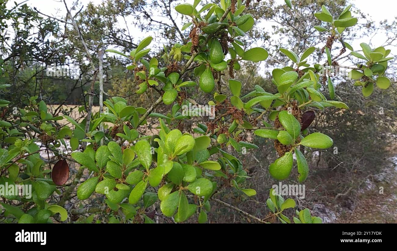 Myrtle Oak (Quercus myrtifolia) Plantae Stock Photo - Alamy