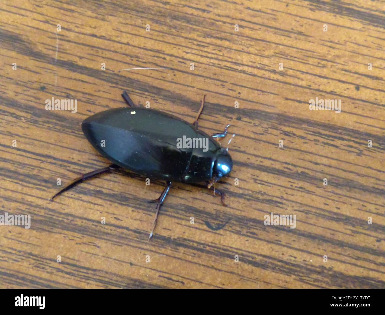 Giant Water Scavenger Beetle (Hydrophilus triangularis) Insecta Stock ...