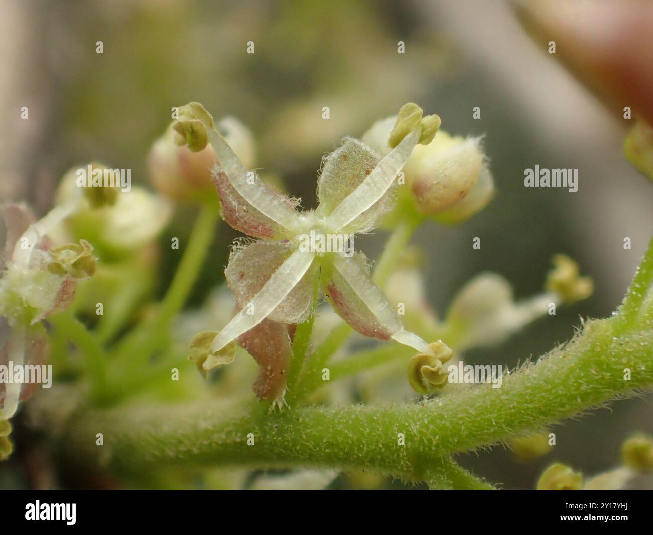 Chinese Hackberry (Celtis sinensis) Plantae Stock Photo - Alamy