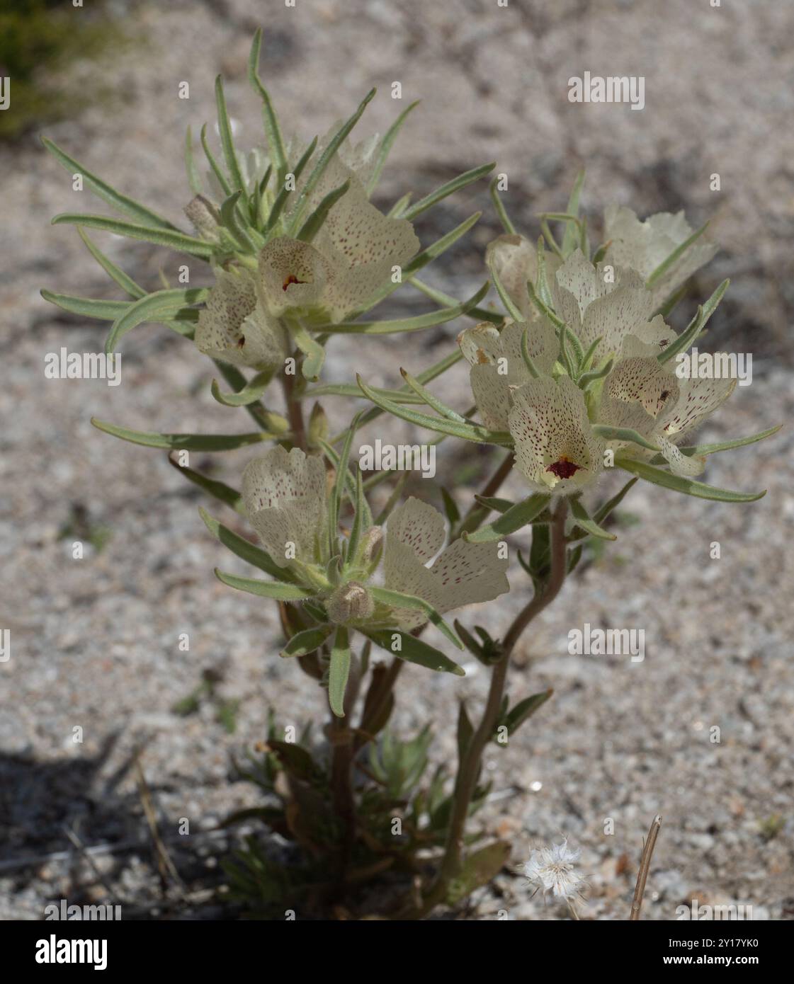 ghost flower (Mohavea confertiflora) Plantae Stock Photo - Alamy