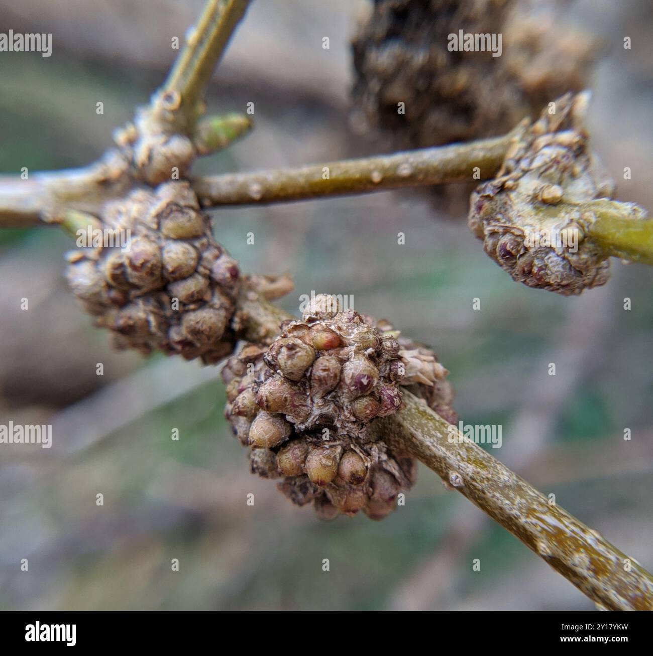 Olive Knot (Pseudomonas savastanoi Stock Photo - Alamy