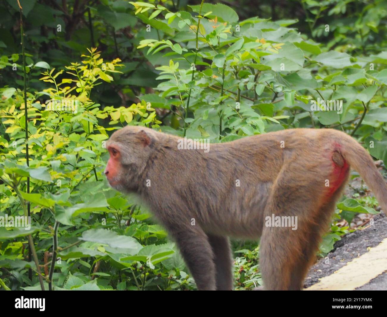 Formosan Rock Macaque (Macaca cyclopis) Mammalia Stock Photo - Alamy