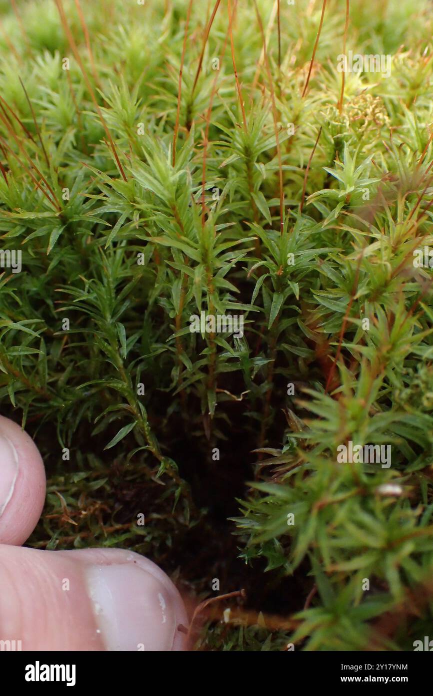 lesser smoothcap (Atrichum angustatum) Plantae Stock Photo - Alamy