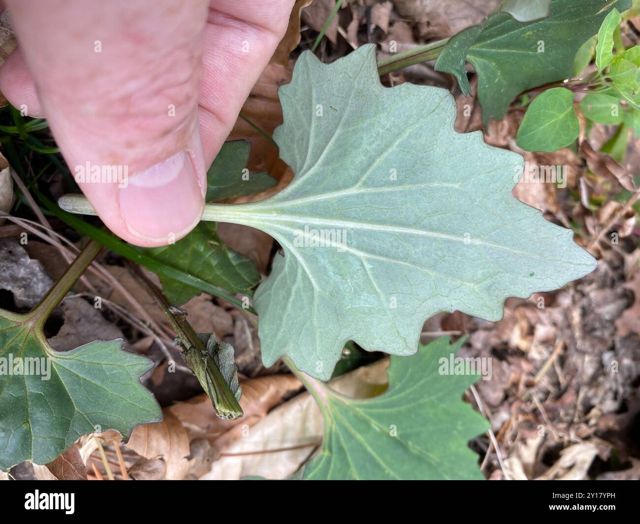 pale Indian plantain (Arnoglossum atriplicifolium) Plantae Stock Photo ...