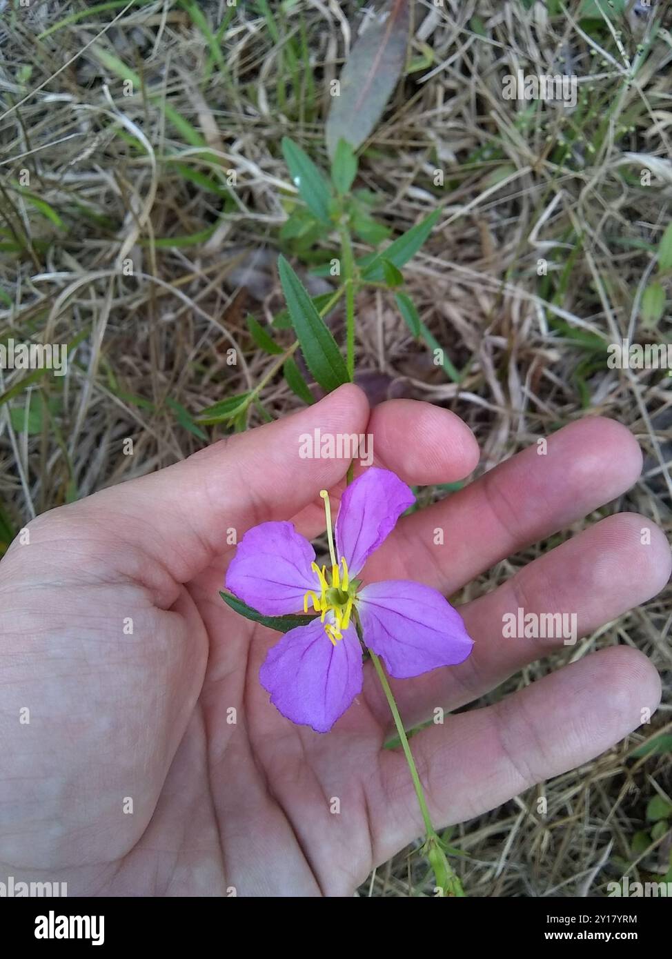 Maid Marian (Rhexia nashii) Plantae Stock Photo - Alamy