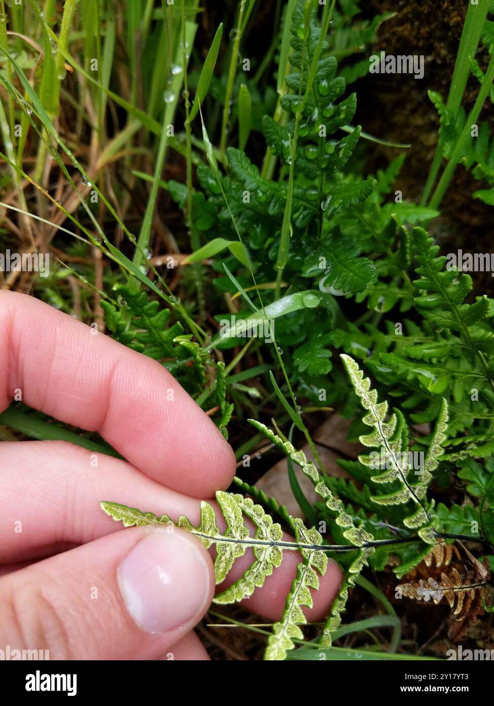 goldback fern (Pentagramma triangularis) Plantae Stock Photo - Alamy
