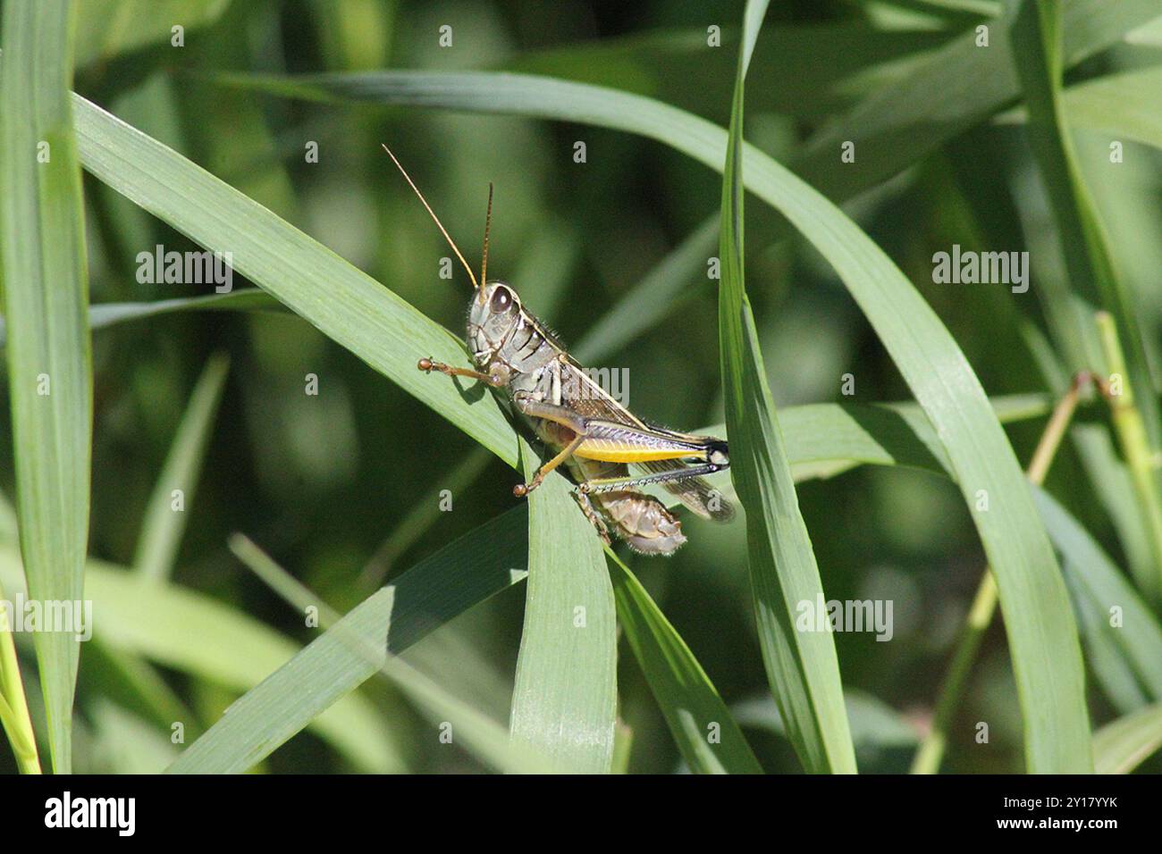 Two-striped Grasshopper (Melanoplus bivittatus) Insecta Stock Photo - Alamy