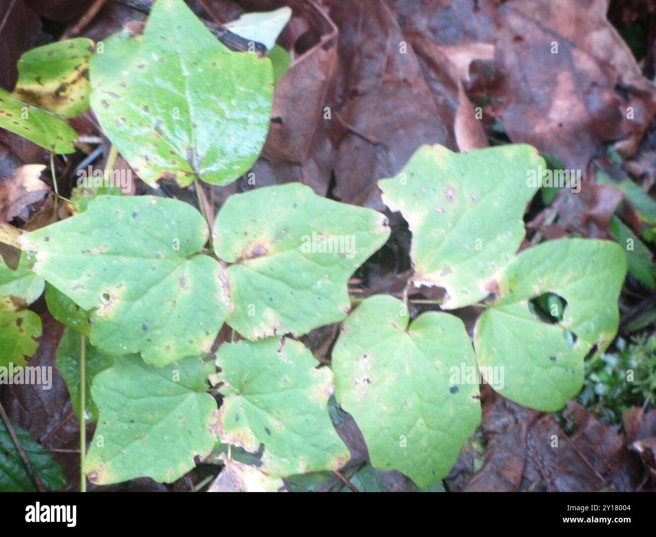 White Inside-out Flower (Vancouveria hexandra) Plantae Stock Photo - Alamy