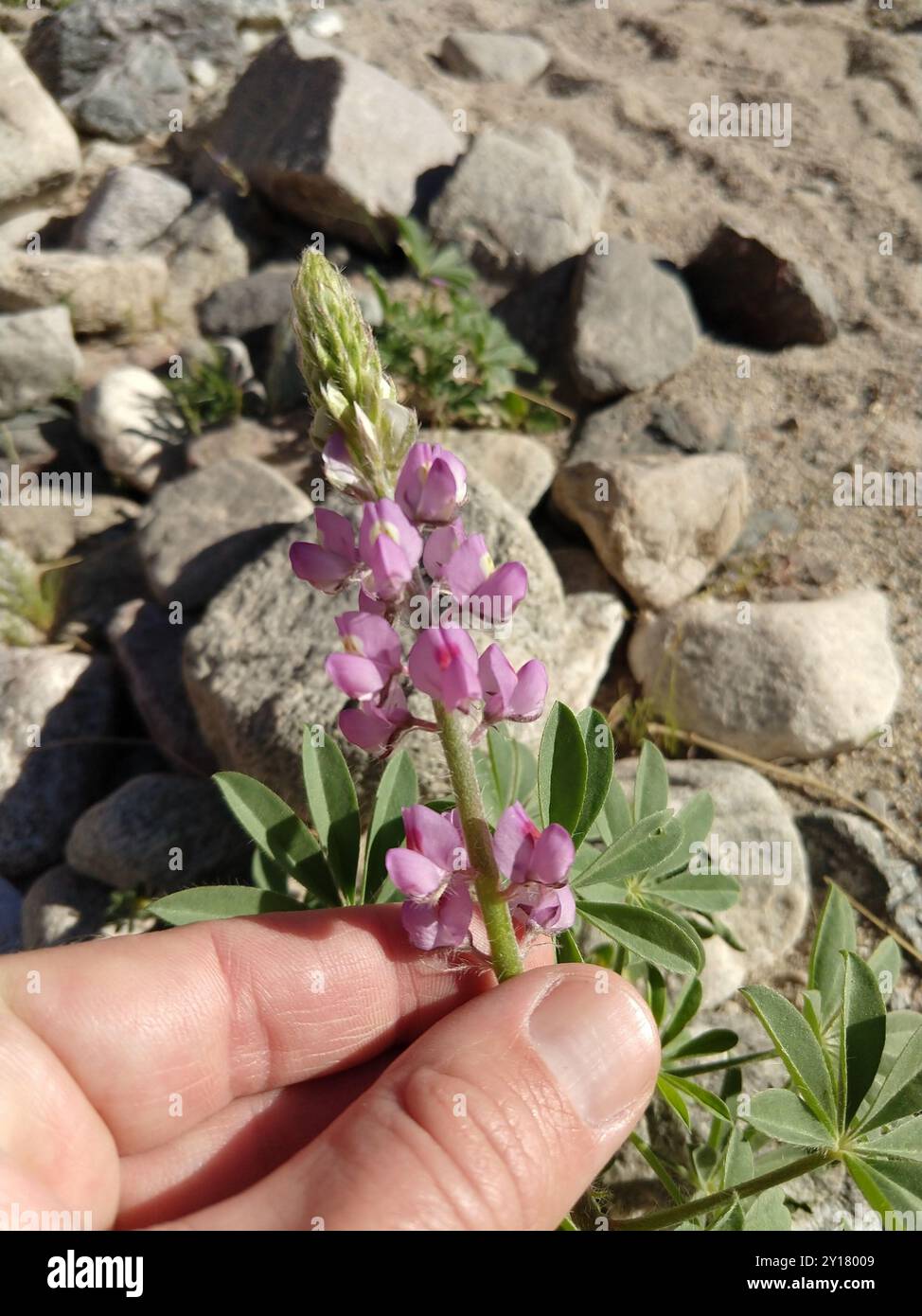 Arizona lupine (Lupinus arizonicus) Plantae Stock Photo - Alamy