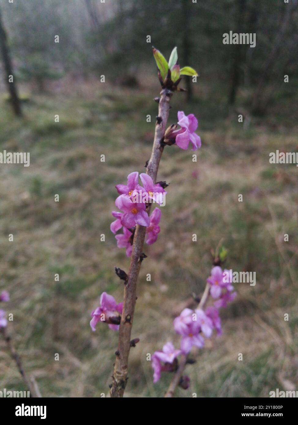 Mezereon (Daphne mezereum) Plantae Stock Photo - Alamy