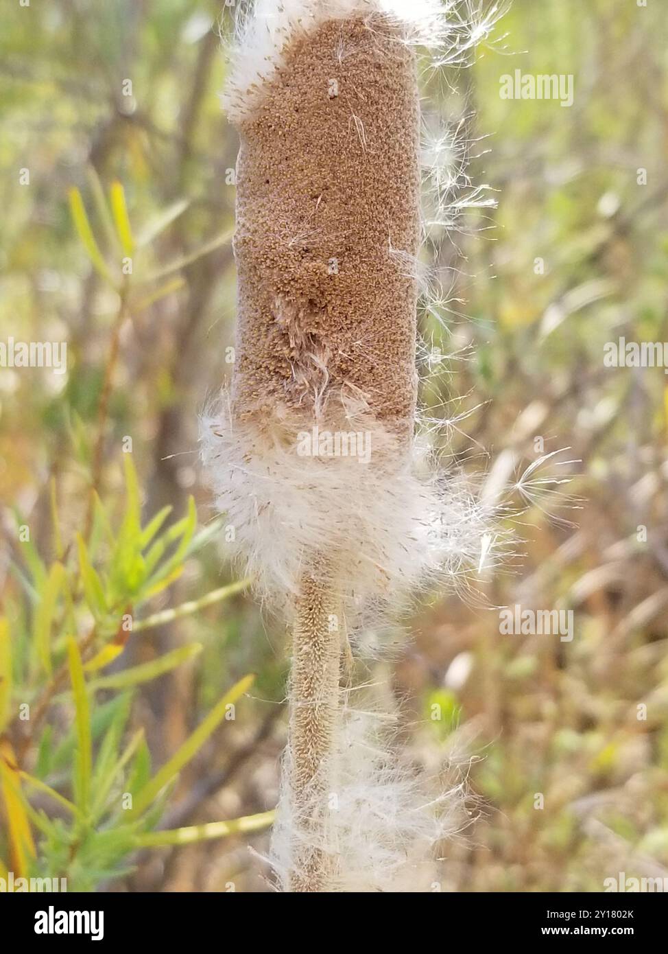southern cattail (Typha domingensis) Plantae Stock Photo - Alamy