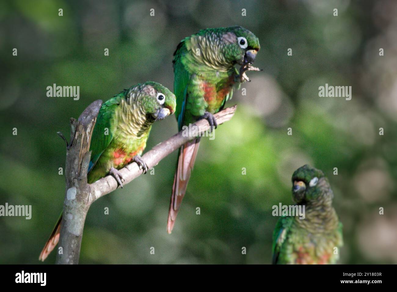 Maroon-bellied Parakeet (Pyrrhura frontalis) Aves Stock Photo - Alamy