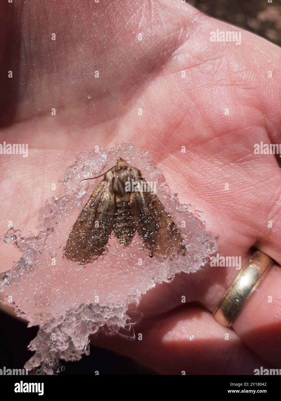 Morrison's Sallow (Eupsilia morrisoni) Insecta Stock Photo - Alamy