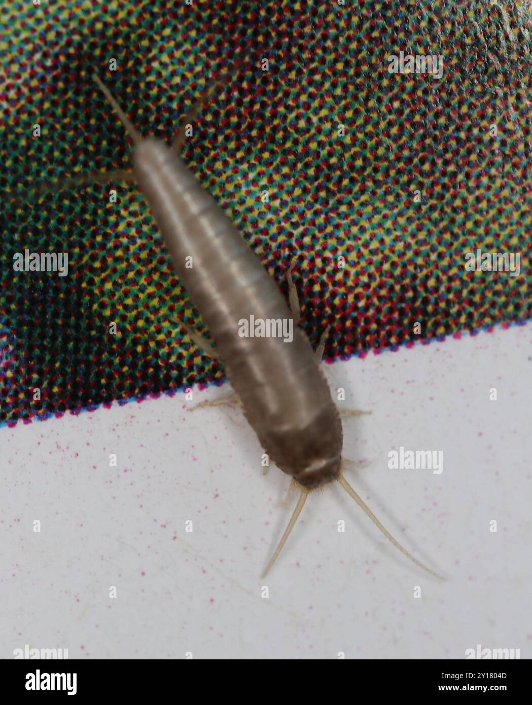 Common Silverfish (Lepisma saccharinum) Insecta Stock Photo - Alamy