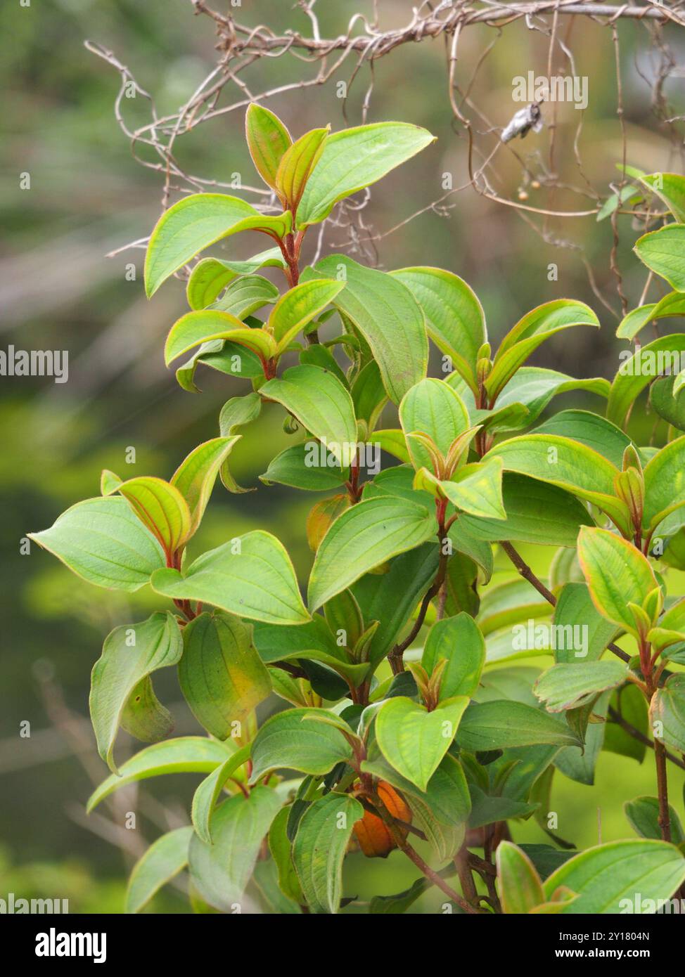 Common Melastoma (Melastoma candidum) Plantae Stock Photo - Alamy