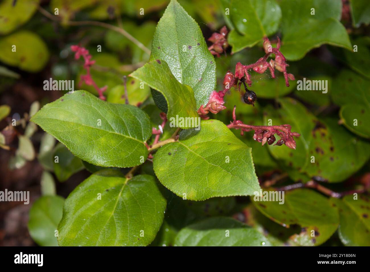 salal (Gaultheria shallon) Plantae Stock Photo - Alamy