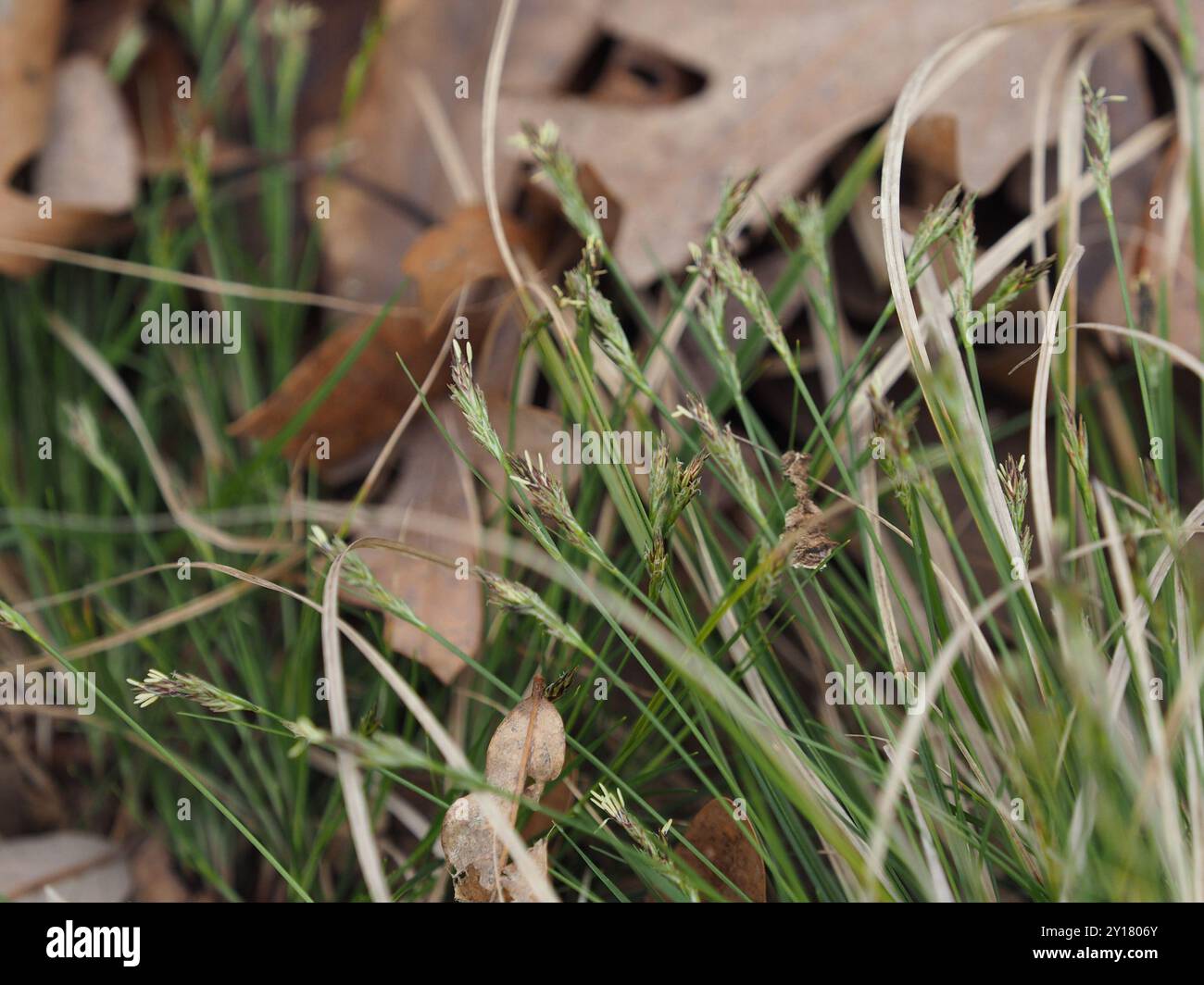 Pennsylvania sedge (Carex pensylvanica) Plantae Stock Photo - Alamy