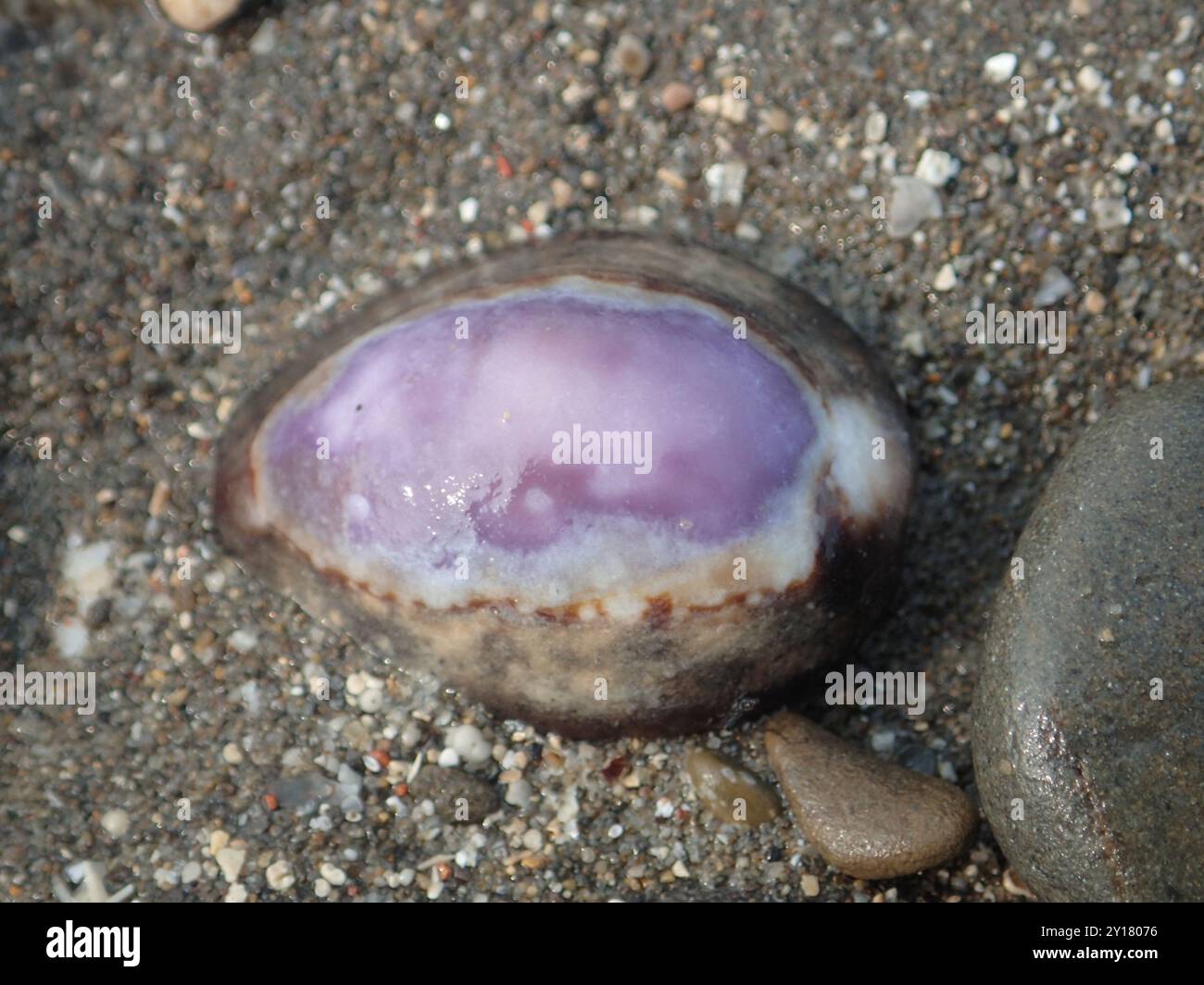 Snakehead Cowrie (Monetaria caputserpentis) Mollusca Stock Photo - Alamy