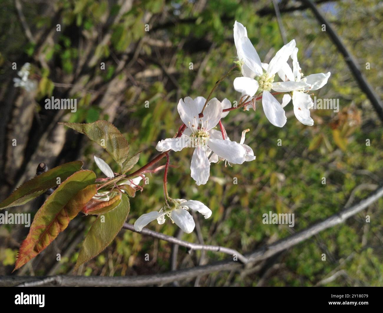 common serviceberry (Amelanchier arborea) Plantae Stock Photo - Alamy