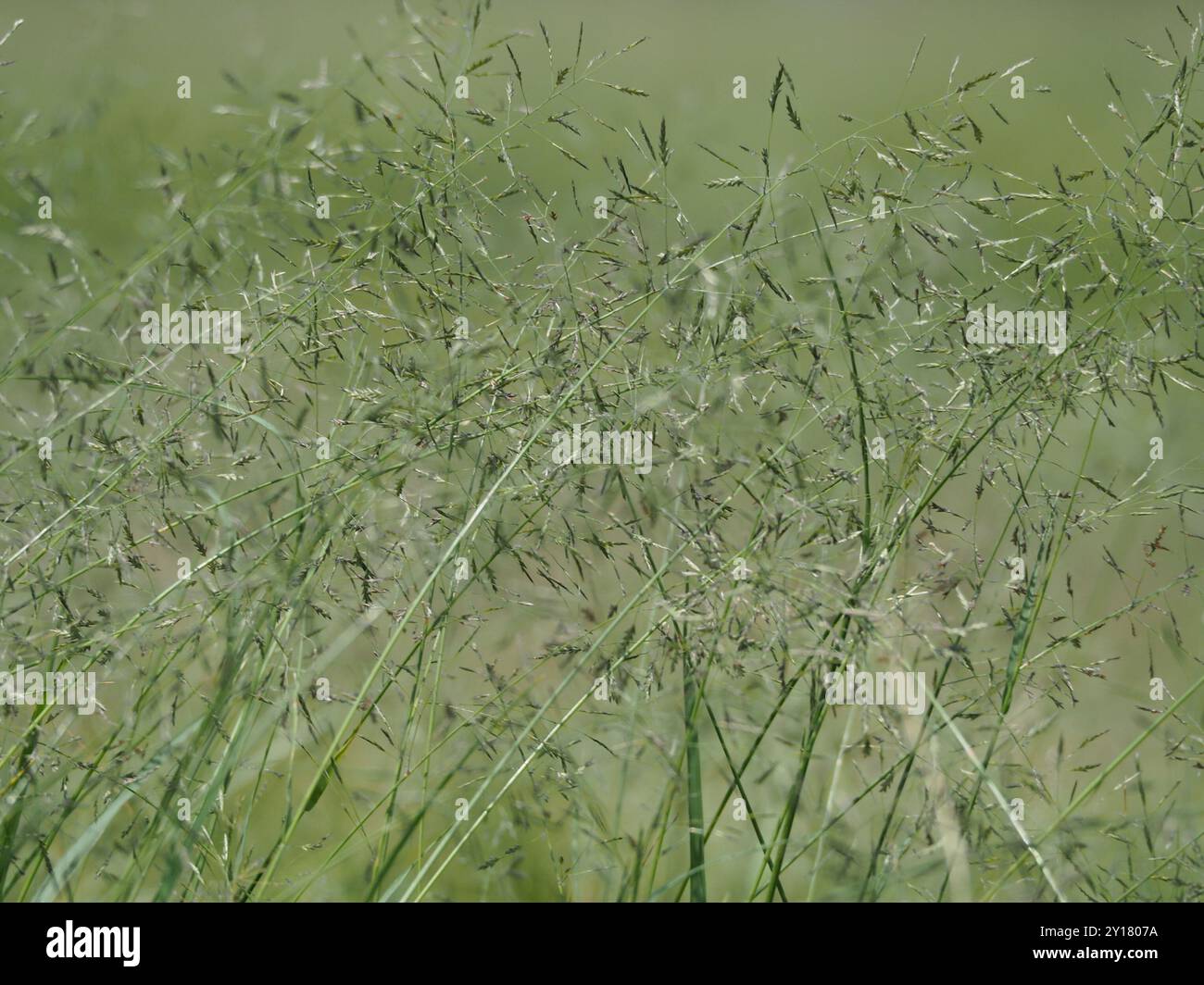 Elastic Grass (Eragrostis tenuifolia) Plantae Stock Photo - Alamy