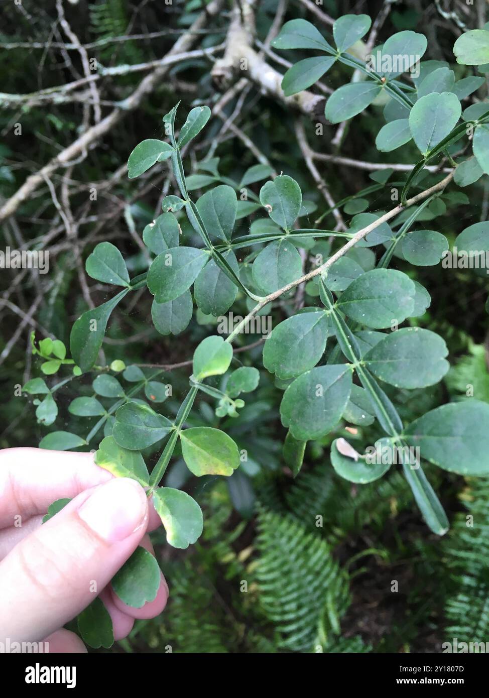 Lime Prickly-ash (Zanthoxylum fagara) Plantae Stock Photo - Alamy