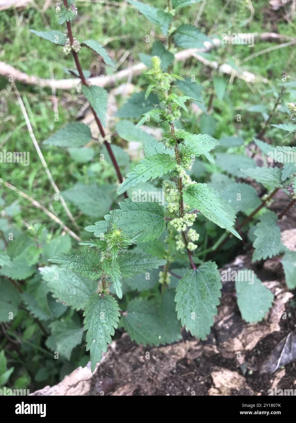 heartleaf nettle (Urtica chamaedryoides) Plantae Stock Photo - Alamy