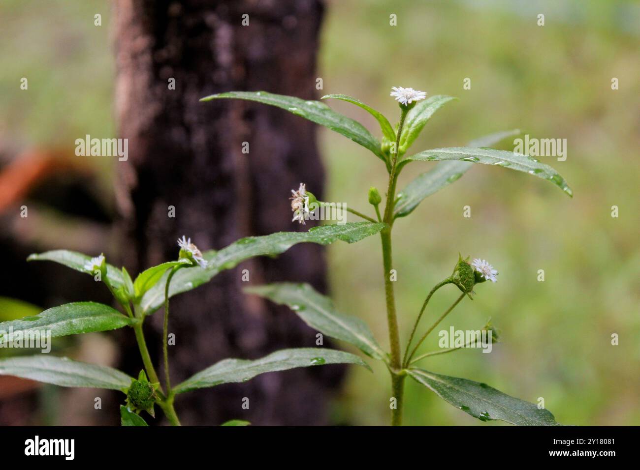 Micro of flower hi-res stock photography and images - Alamy
