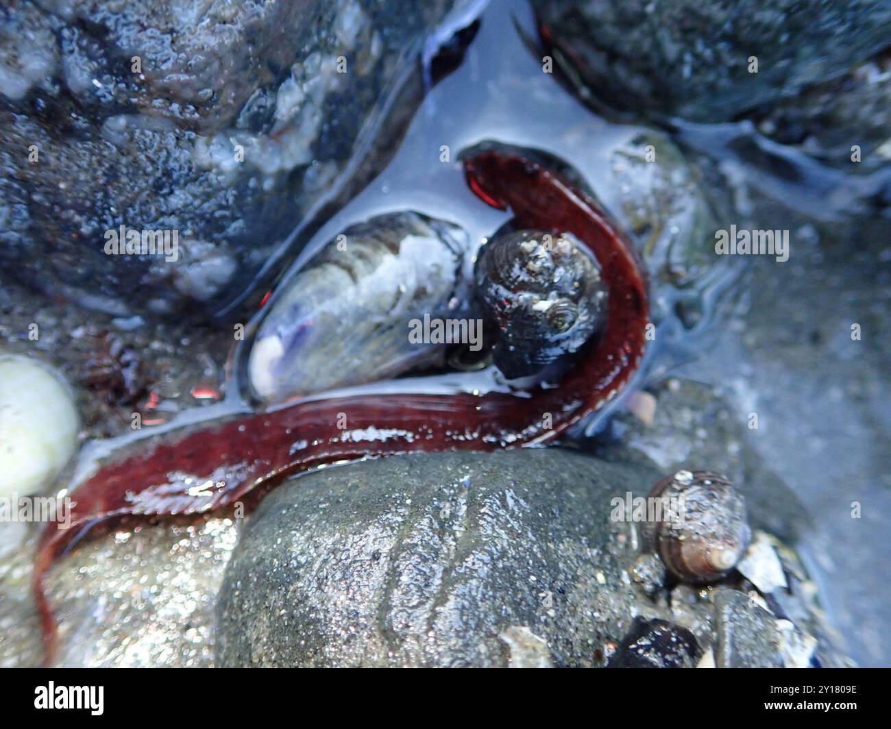 Rock Gunnel (Pholis gunnellus) Actinopterygii Stock Photo - Alamy