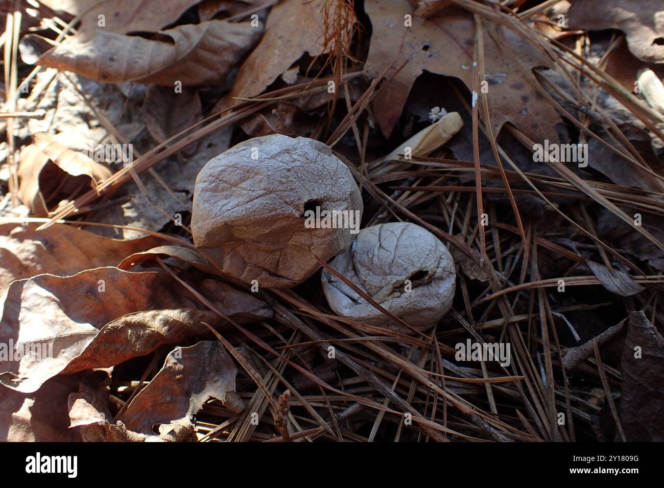puffballs (Lycoperdaceae) Fungi Stock Photo - Alamy