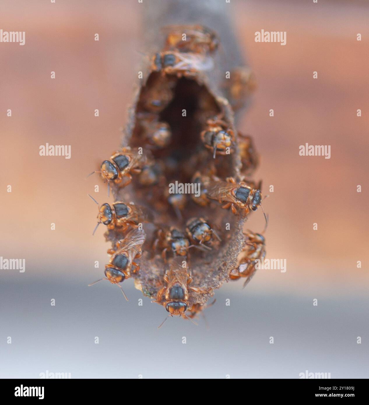 Pectoral Robust-Stingless bee (Scaptotrigona pectoralis) Insecta Stock ...