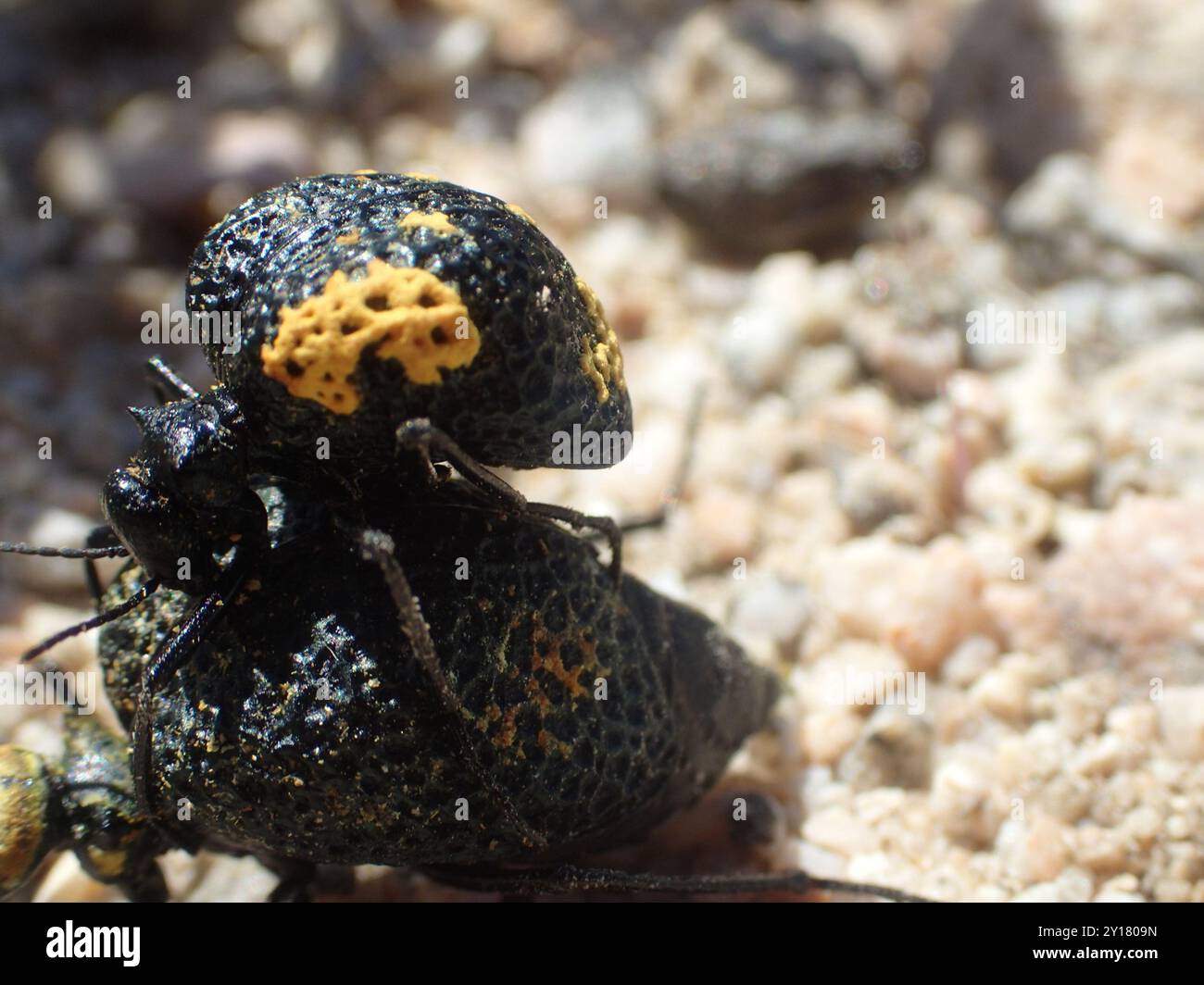 Inflated Beetle (Cysteodemus armatus) Insecta Stock Photo - Alamy