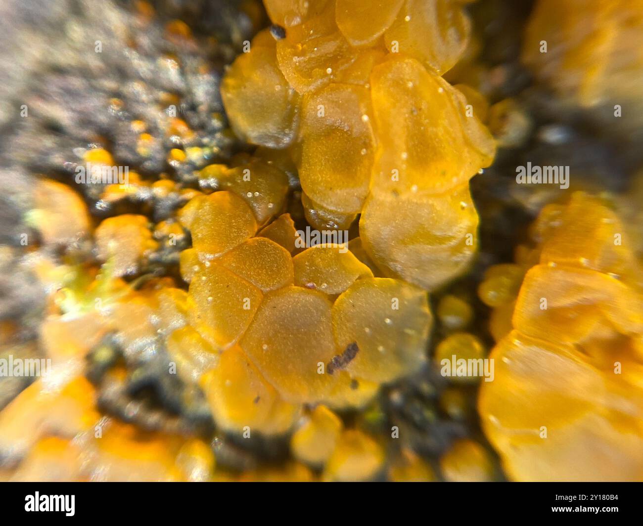 Jelly Spot Fungus (Dacrymyces stillatus) Fungi Stock Photo - Alamy